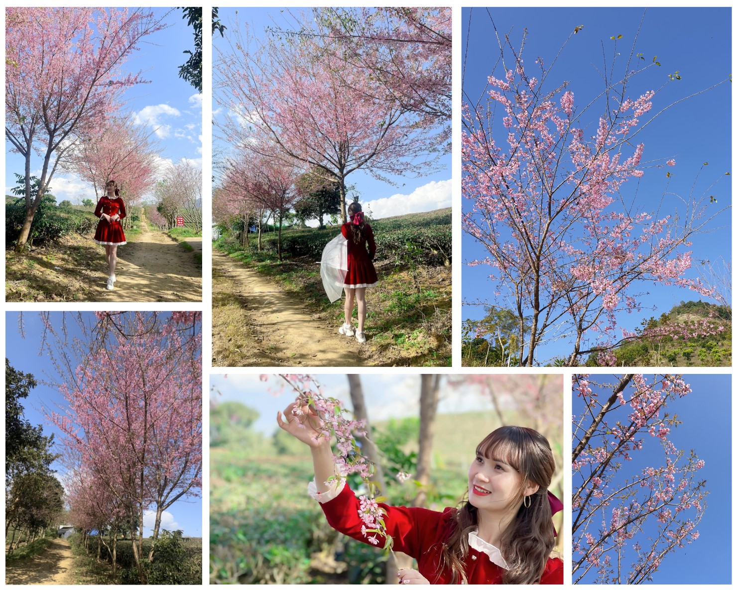 NHỮNG ĐIỂM CHỤP ẢNH HOA ANH ĐÀO MỘC CHÂU ĐẸP NHẤT